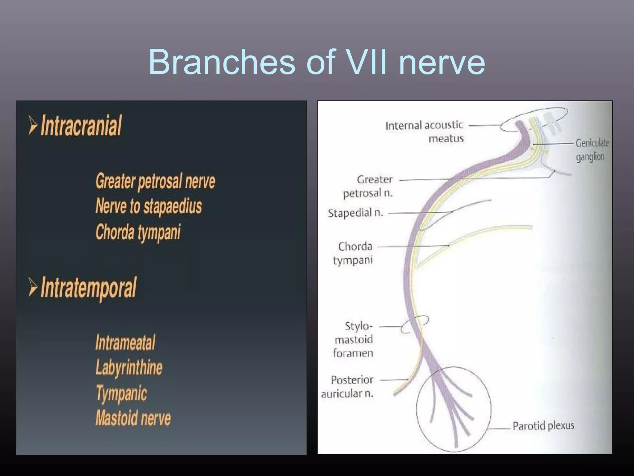 Anatomy of Cranial Nerves 5,7,8 | PPT