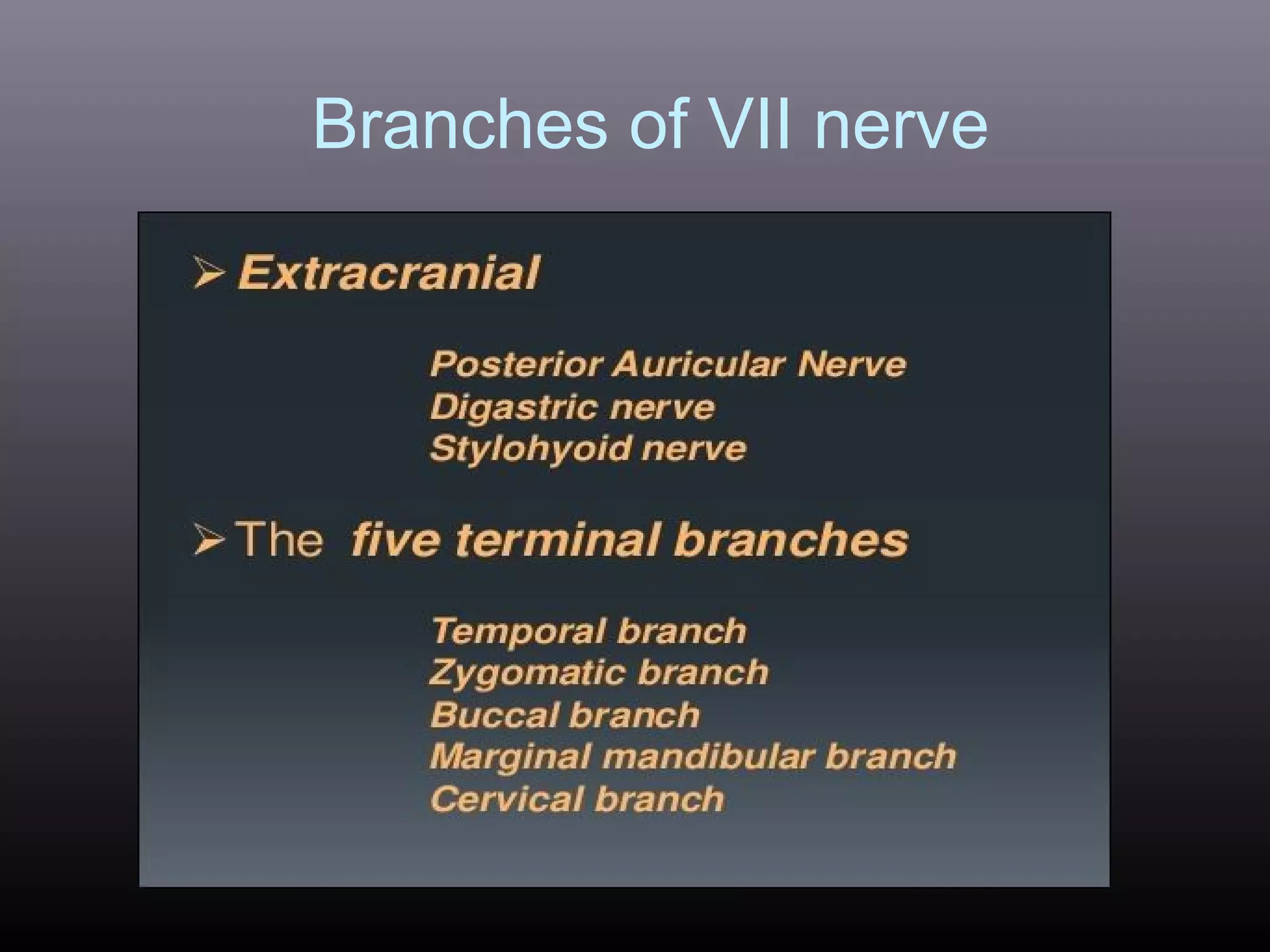 Anatomy of Cranial Nerves 5,7,8 | PPT