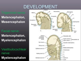 Anatomy of Cranial Nerves 5,7,8 | PPT