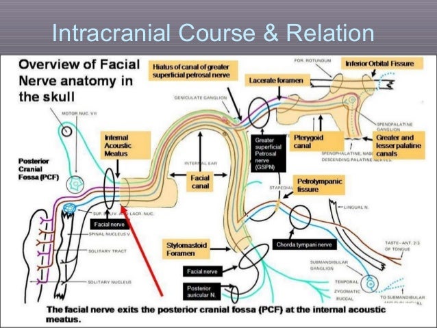 Anatomy of Cranial Nerves 5,7,8