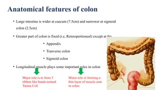 Anatomy of colon and rectum-Dr Mudassir Khan.pptx