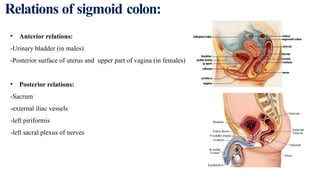 Anatomy of colon and rectum-Dr Mudassir Khan.pptx