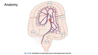 Anatomy of colorectal.pptx