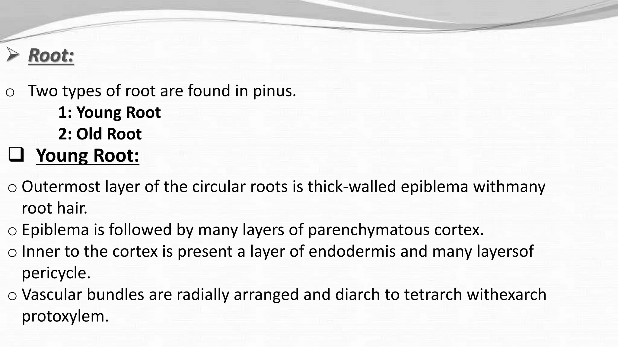 Anatomy Of Coniferales.pptx