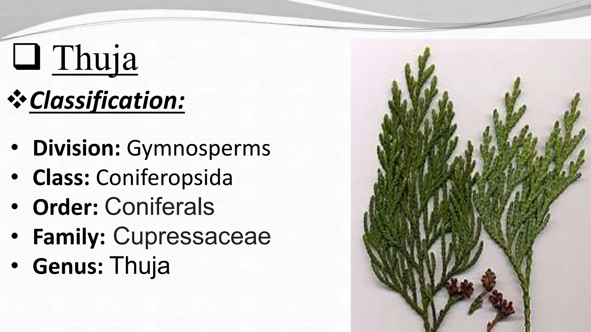 Anatomy Of Coniferales.pptx