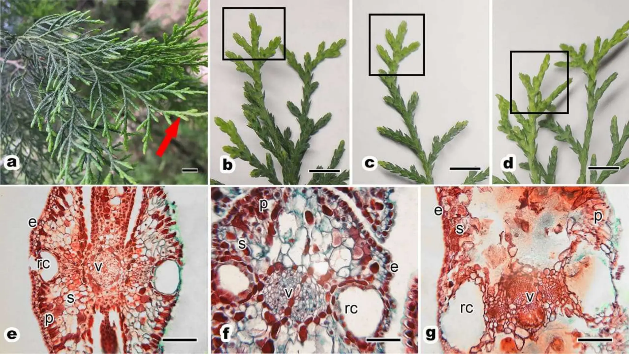 Anatomy Of Coniferales.pptx