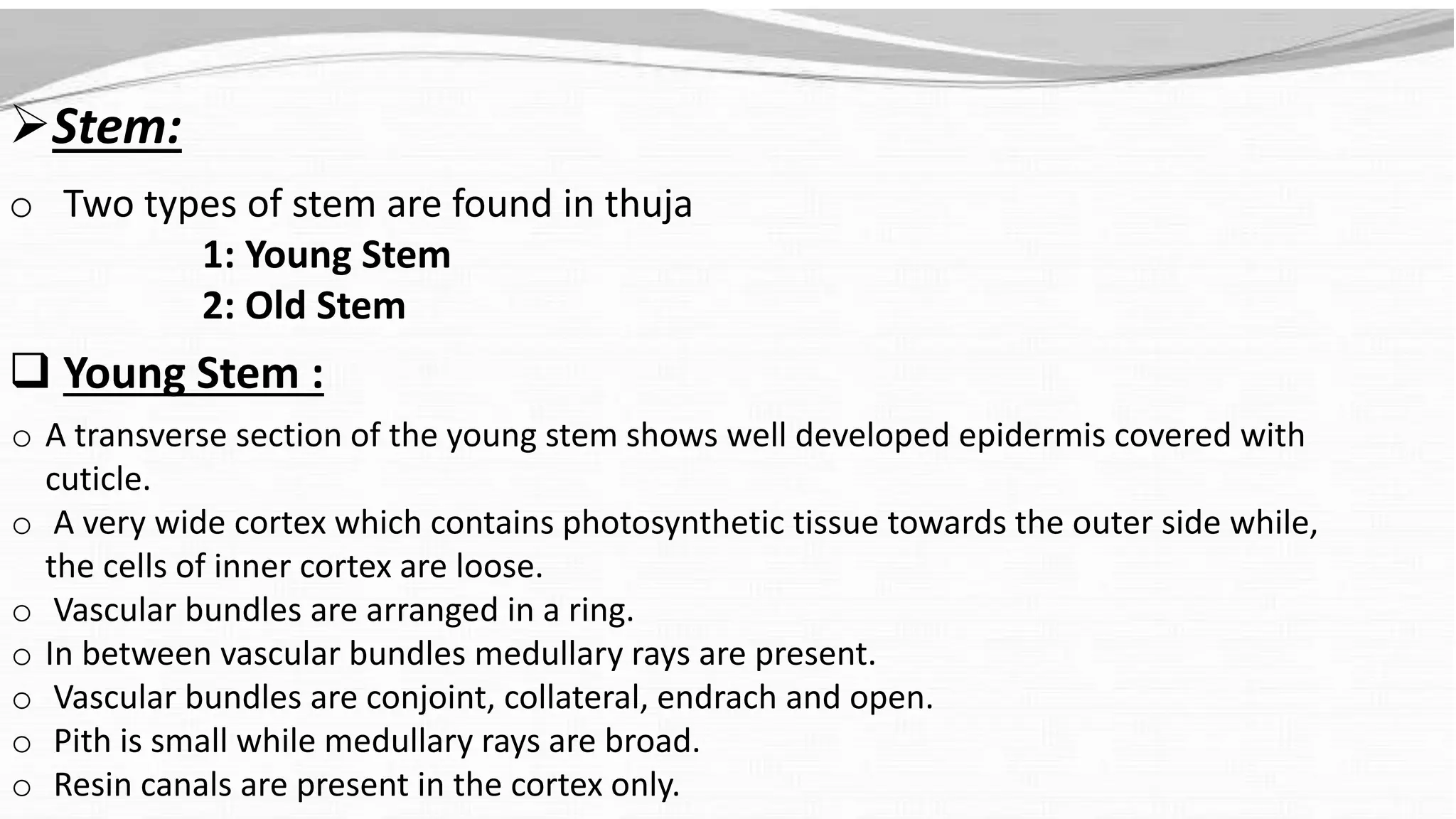 Anatomy Of Coniferales.pptx