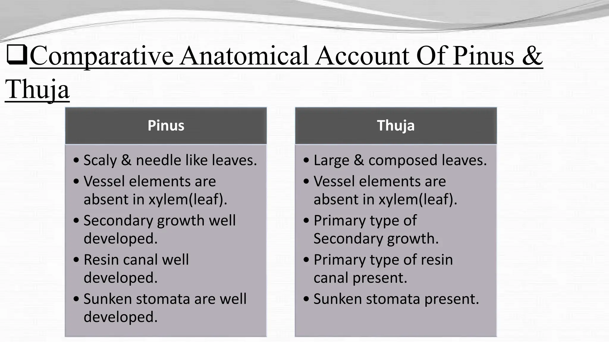 Anatomy Of Coniferales.pptx