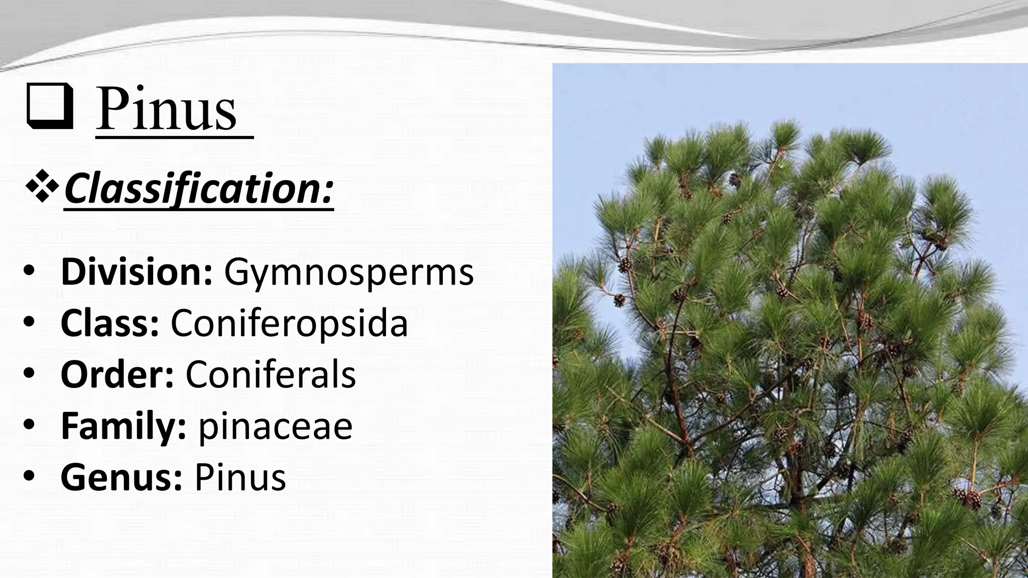 Anatomy Of Coniferales.pptx