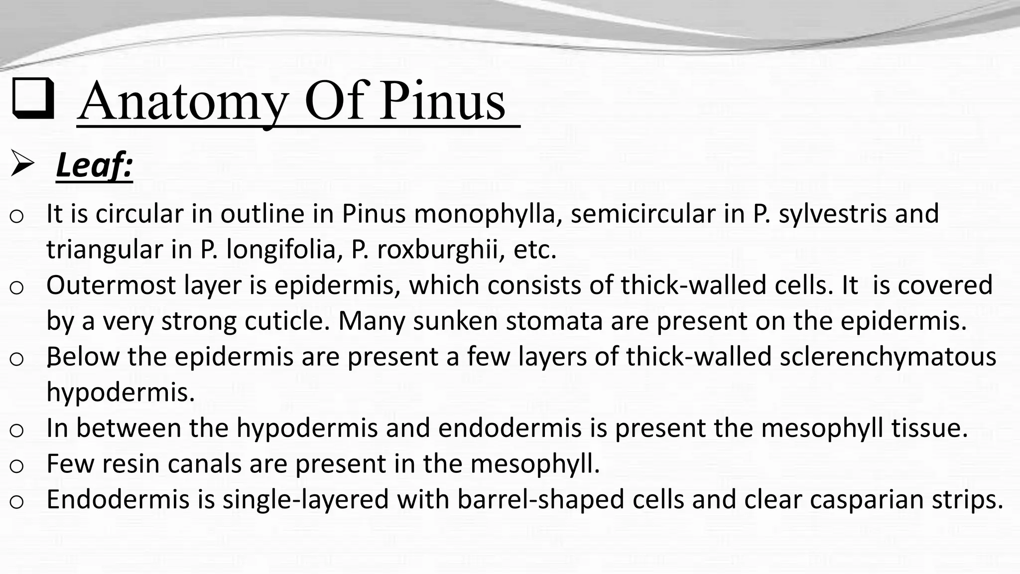 Anatomy Of Coniferales.pptx