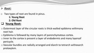 Anatomy Of Coniferales.pptx