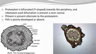 Anatomy Of Coniferales.pptx