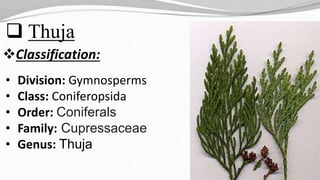 Anatomy Of Coniferales.pptx