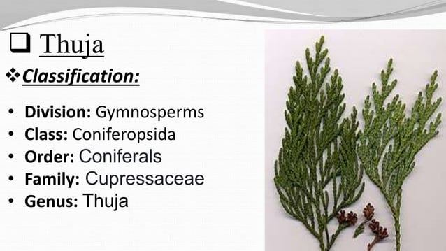 Anatomy Of Coniferales.pptx