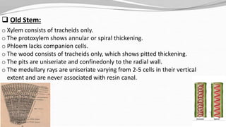 Anatomy Of Coniferales.pptx