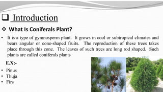Anatomy Of Coniferales.pptx