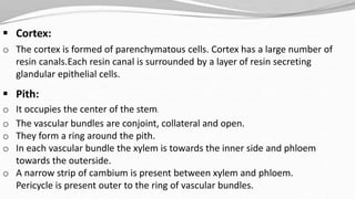Anatomy Of Coniferales.pptx