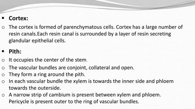 Anatomy Of Coniferales.pptx