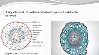 Anatomy Of Coniferales.pptx