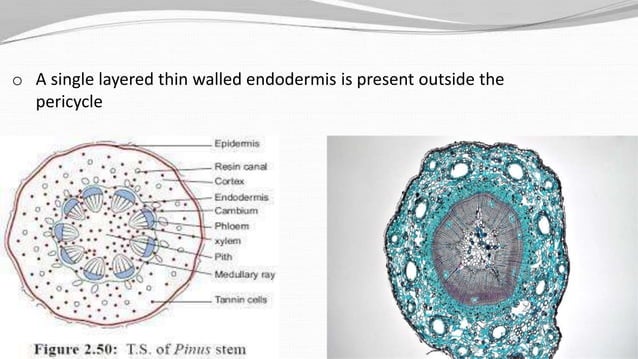 Anatomy Of Coniferales.pptx