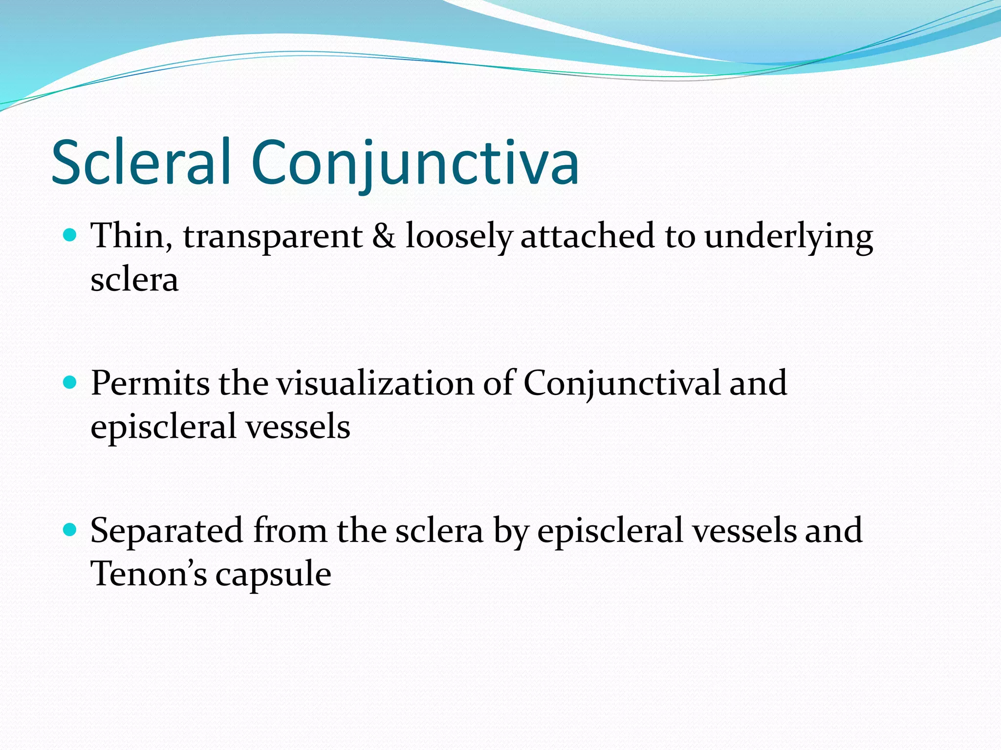 Anatomy of conjunctiva | PPTX