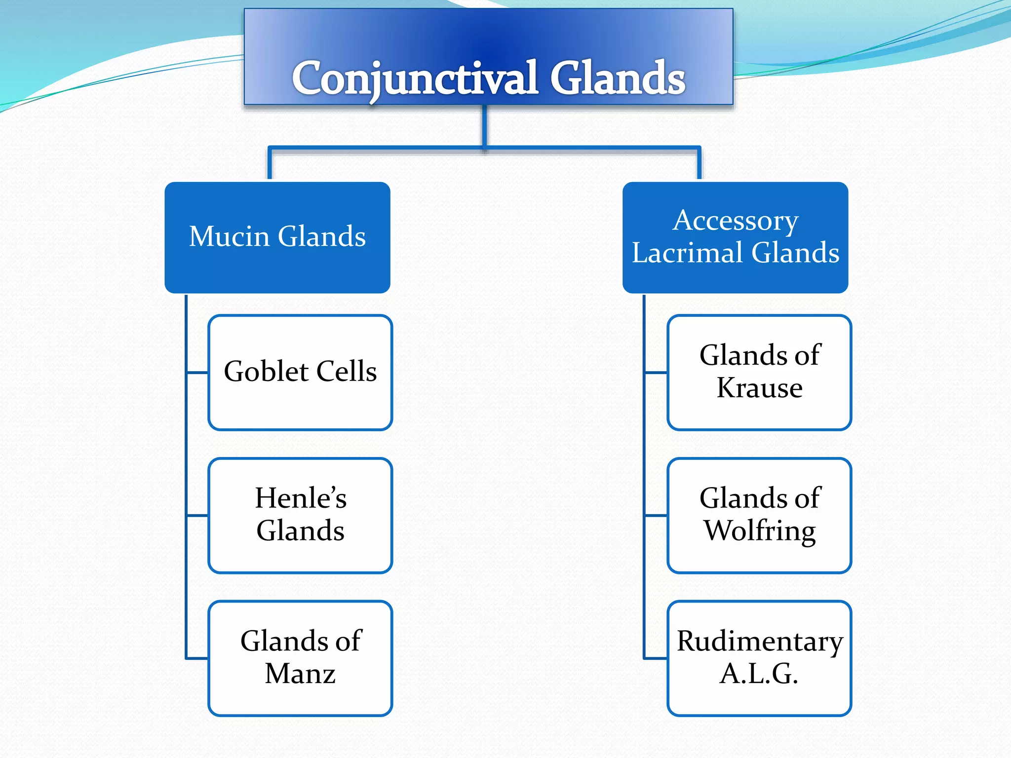 Anatomy of conjunctiva | PPTX