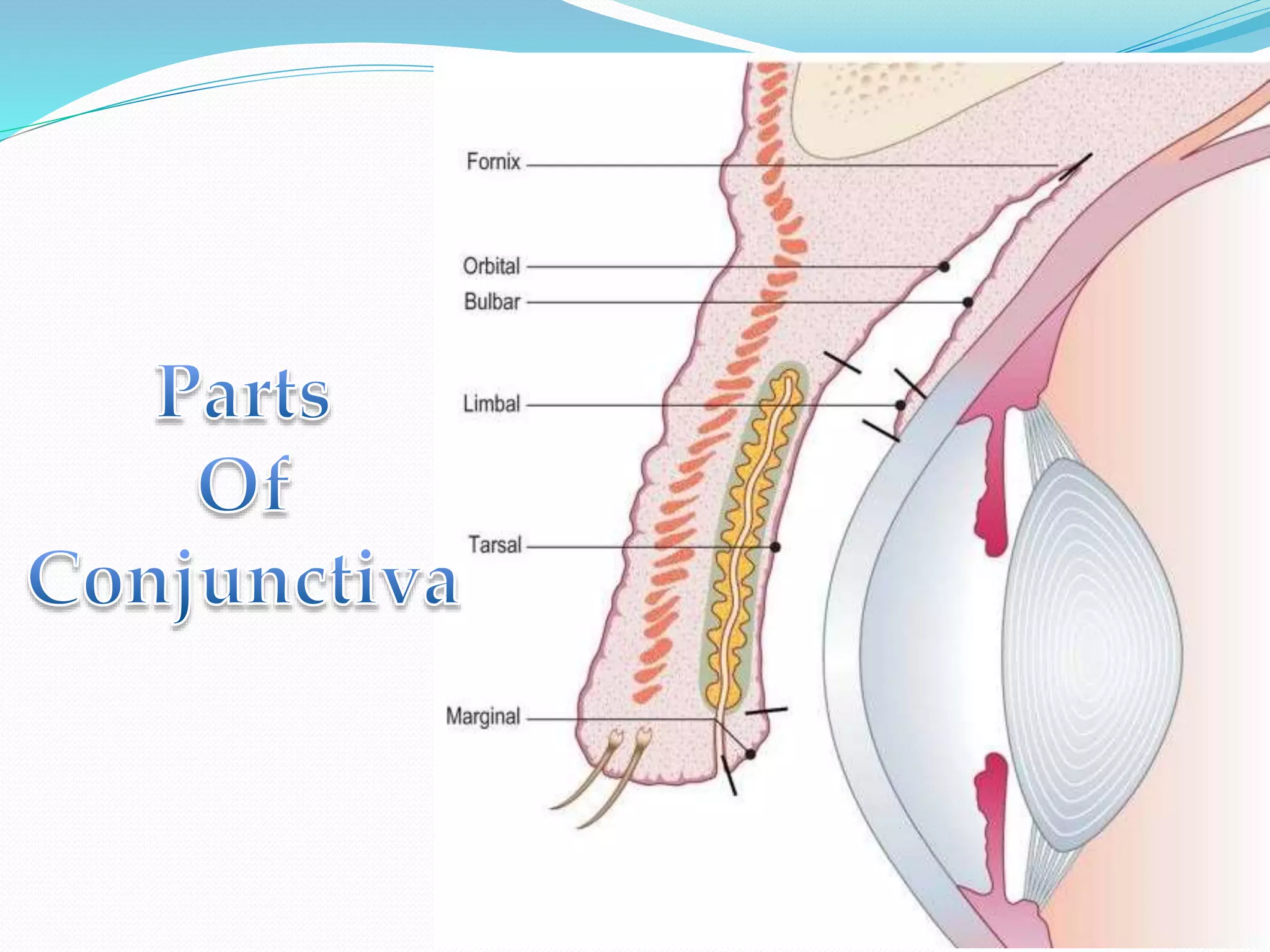 Anatomy of conjunctiva | PPTX