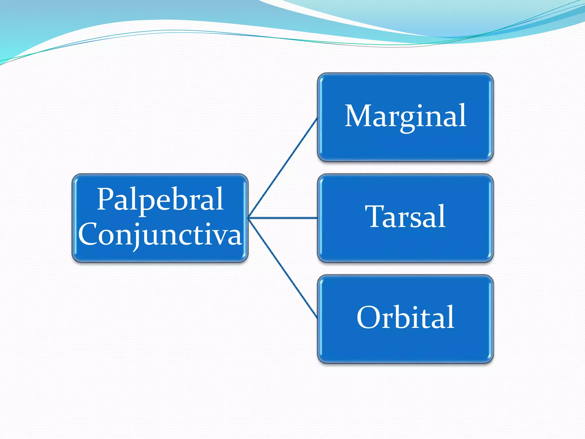 Anatomy of conjunctiva | PPTX