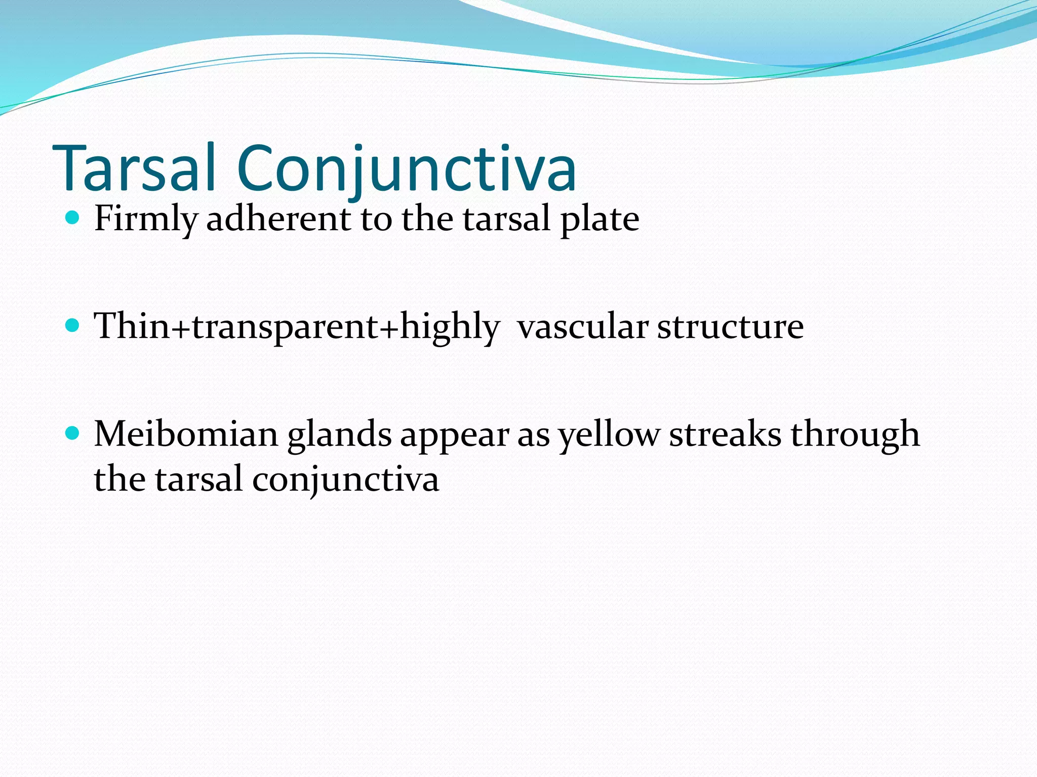 Anatomy of conjunctiva | PPTX
