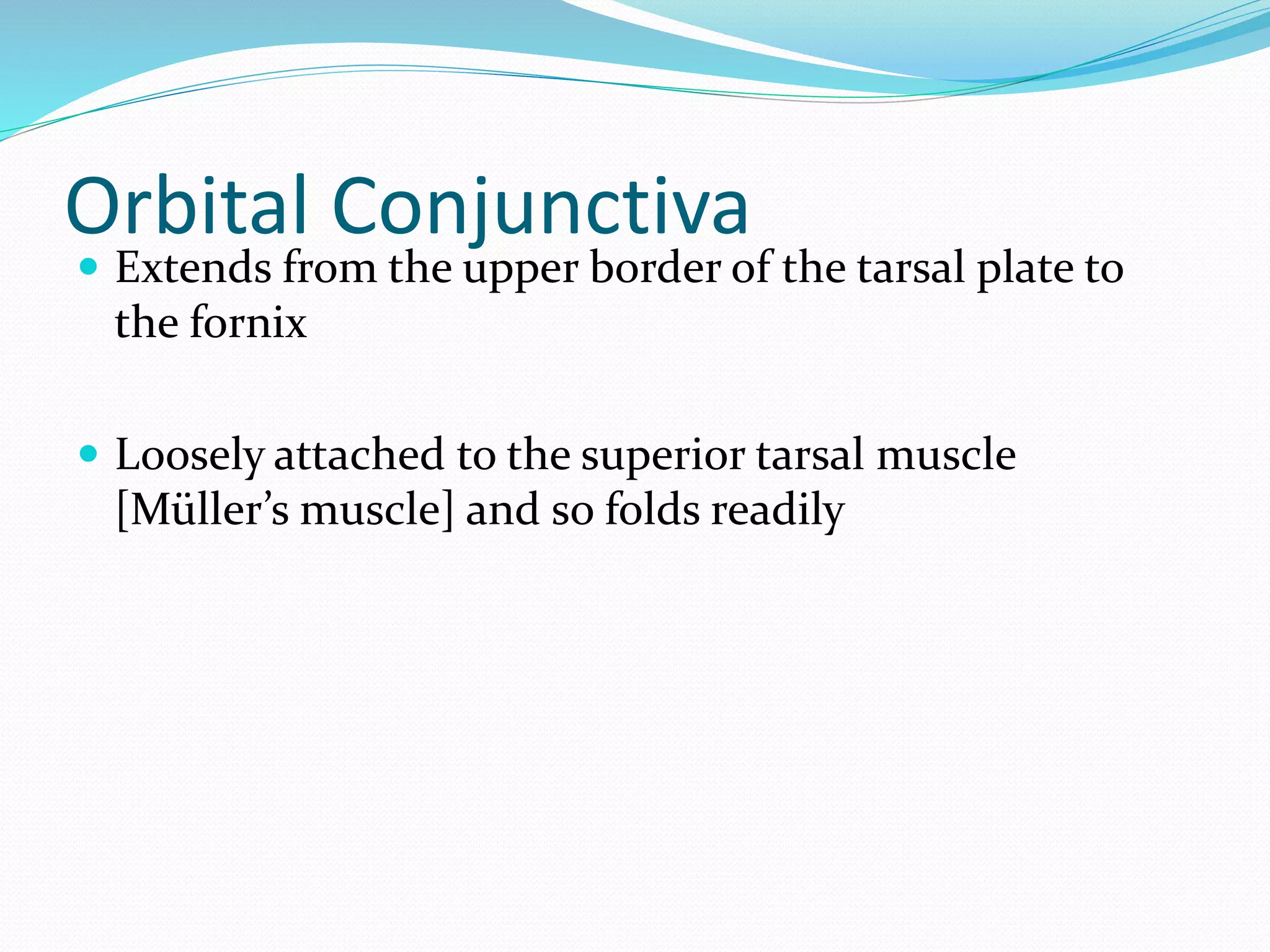Anatomy of conjunctiva | PPTX