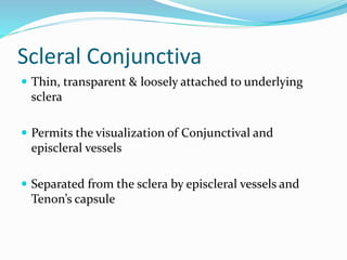 Anatomy of conjunctiva | PPTX
