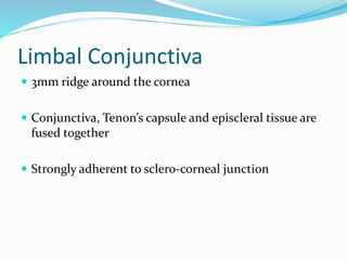 Anatomy of conjunctiva | PPTX