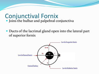Anatomy of conjunctiva | PPTX