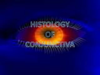Anatomy of conjunctiva | PPTX