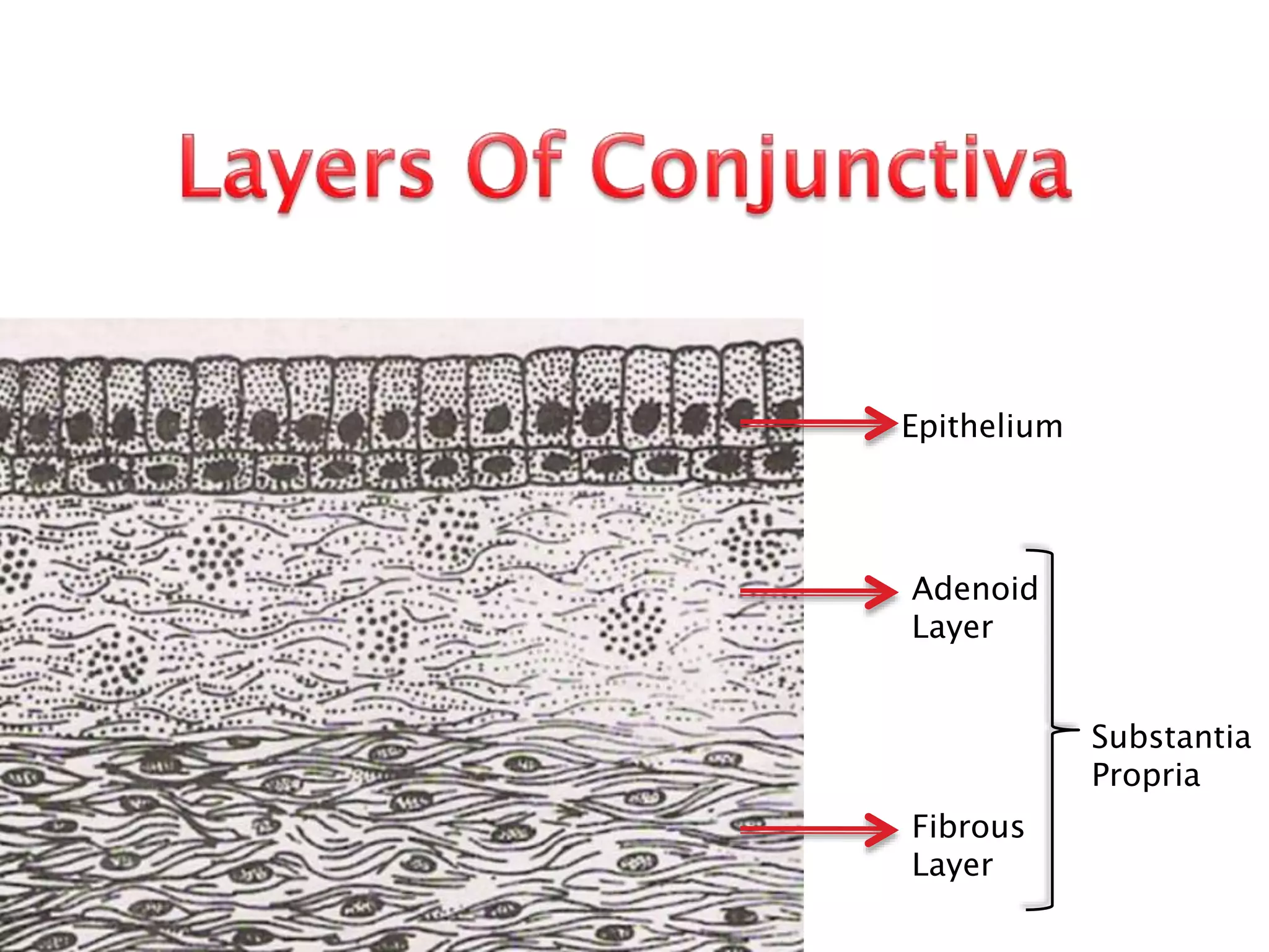 Anatomy of conjunctiva | PPTX