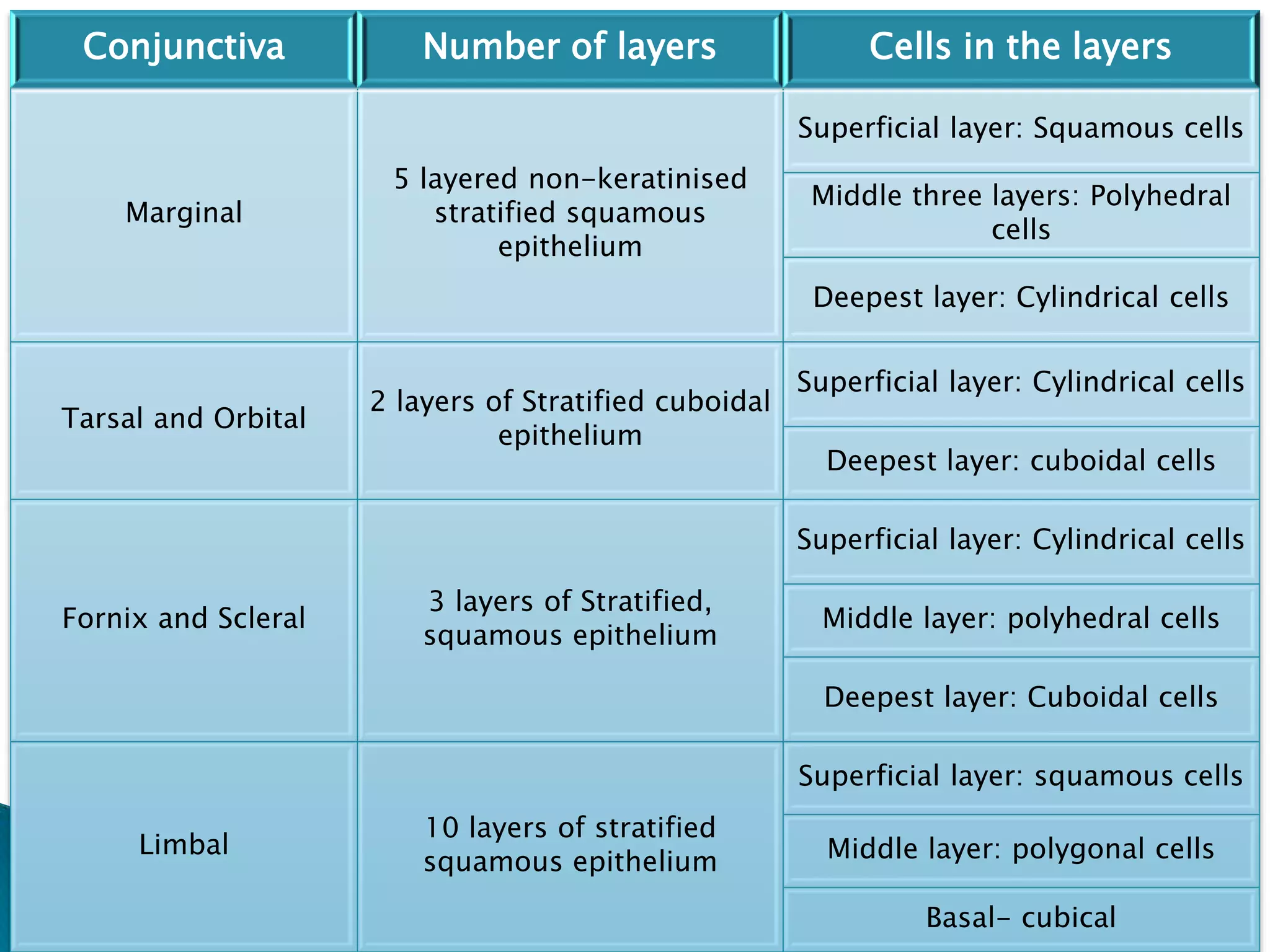 Anatomy of conjunctiva | PPTX