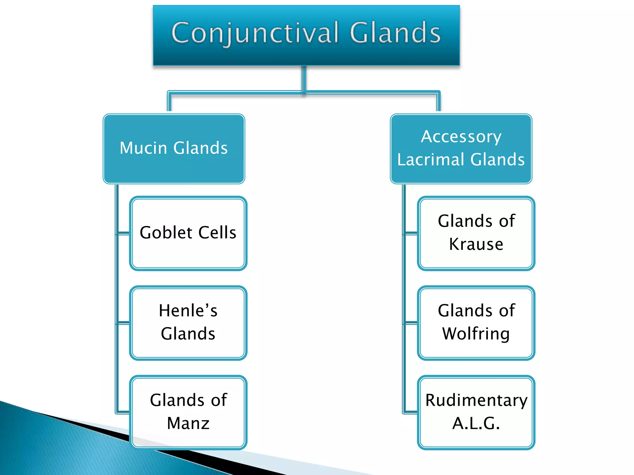 Anatomy of conjunctiva | PPTX