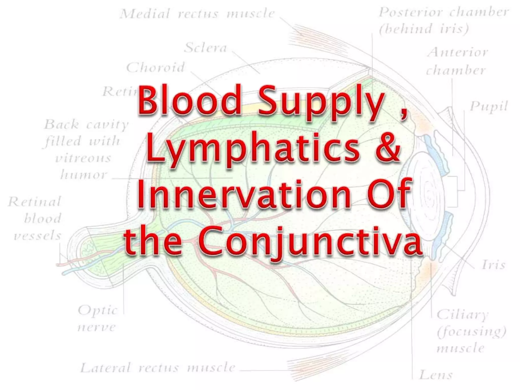 Anatomy of conjunctiva | PPTX