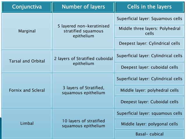 Anatomy of conjunctiva | PPTX | Eye and Vision Conditions | Diseases ...