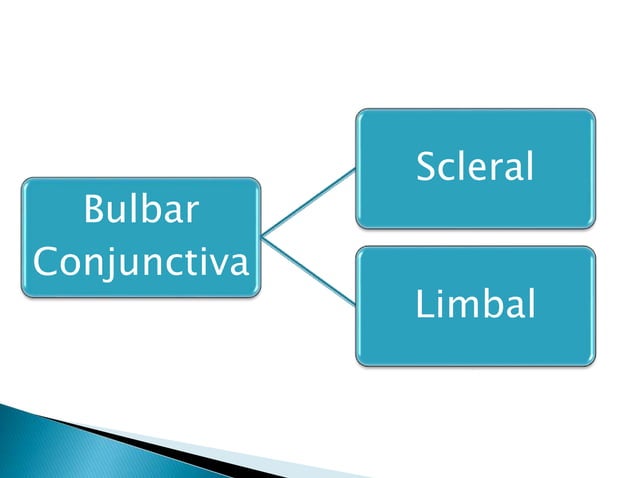 Anatomy of conjunctiva | PPTX | Eye and Vision Conditions | Diseases ...
