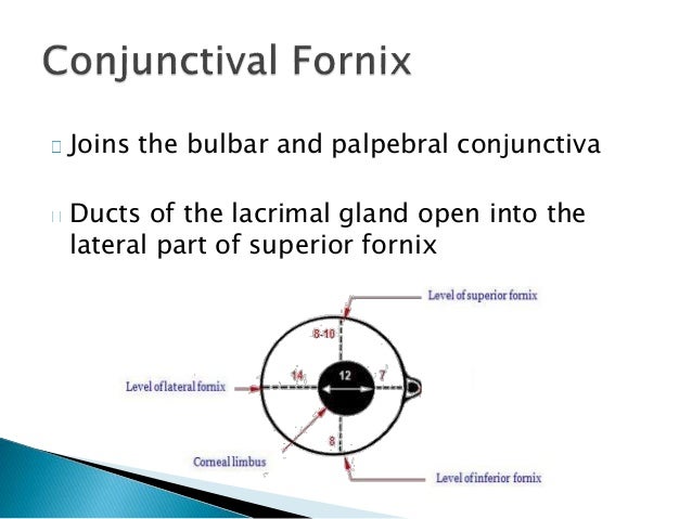 Anatomy of conjunctiva