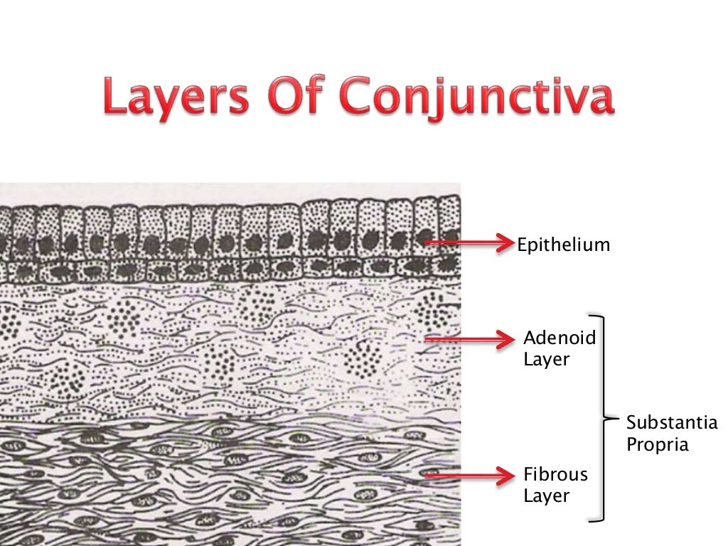Anatomy of conjunctiva