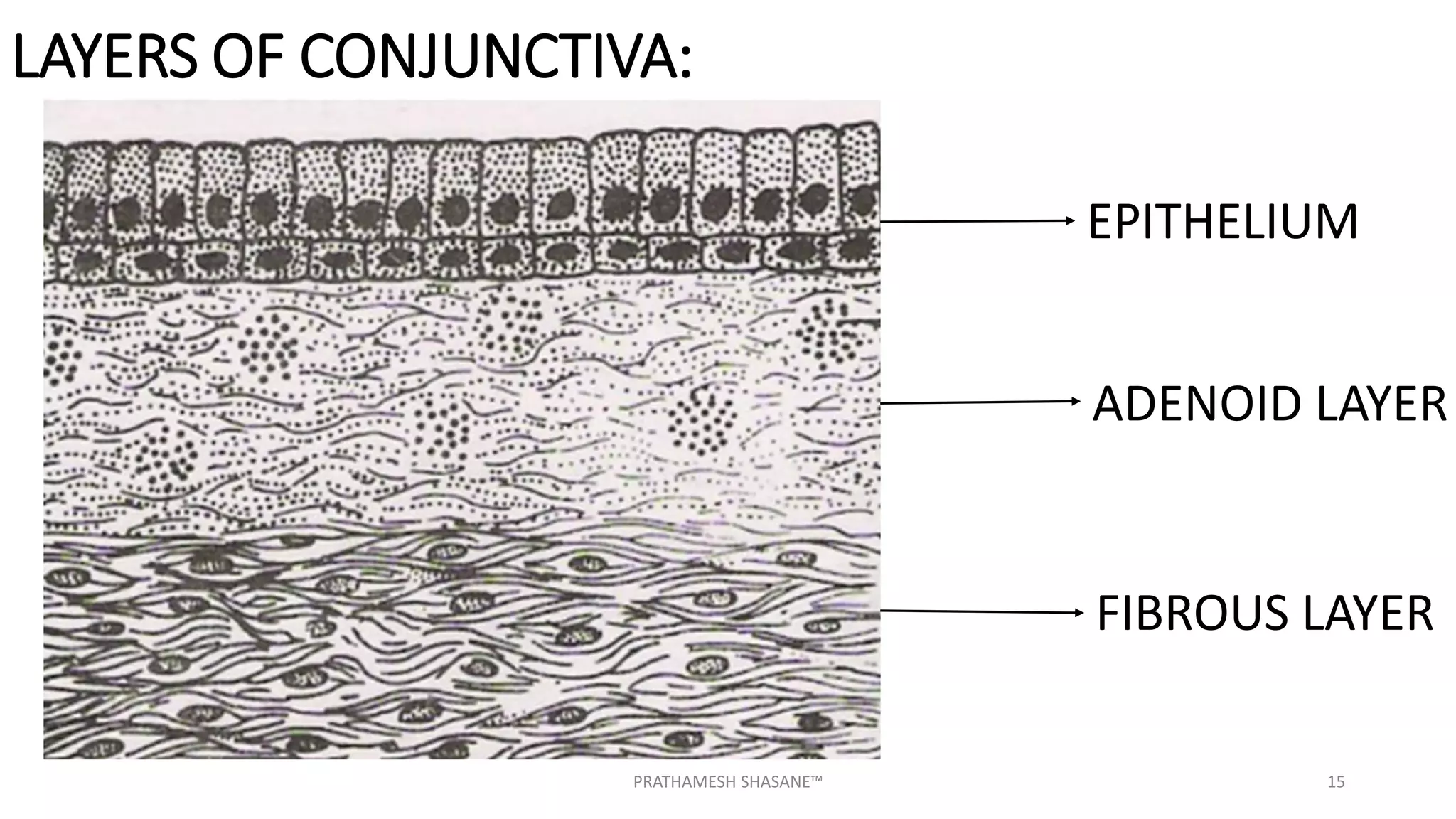 Anatomy of conjunctiva | PDF