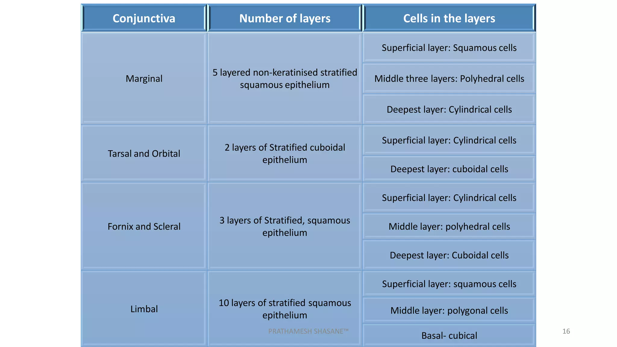 Anatomy of conjunctiva | PDF