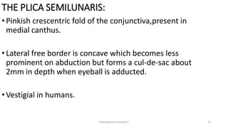 Anatomy of conjunctiva | PPT