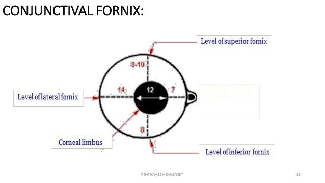 Anatomy of conjunctiva