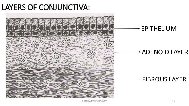 Anatomy of conjunctiva