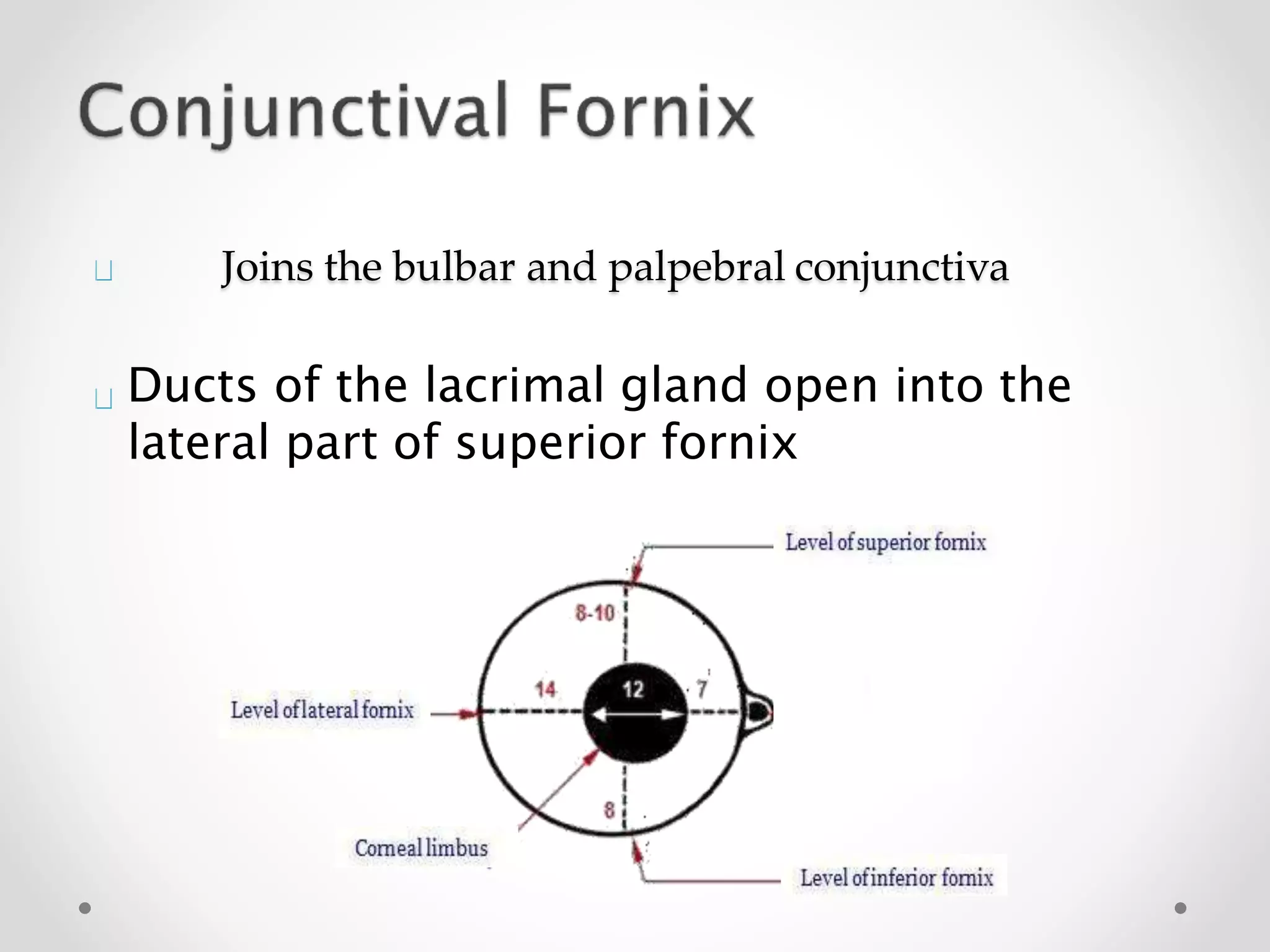 Anatomy of conjunctiva | PPTX