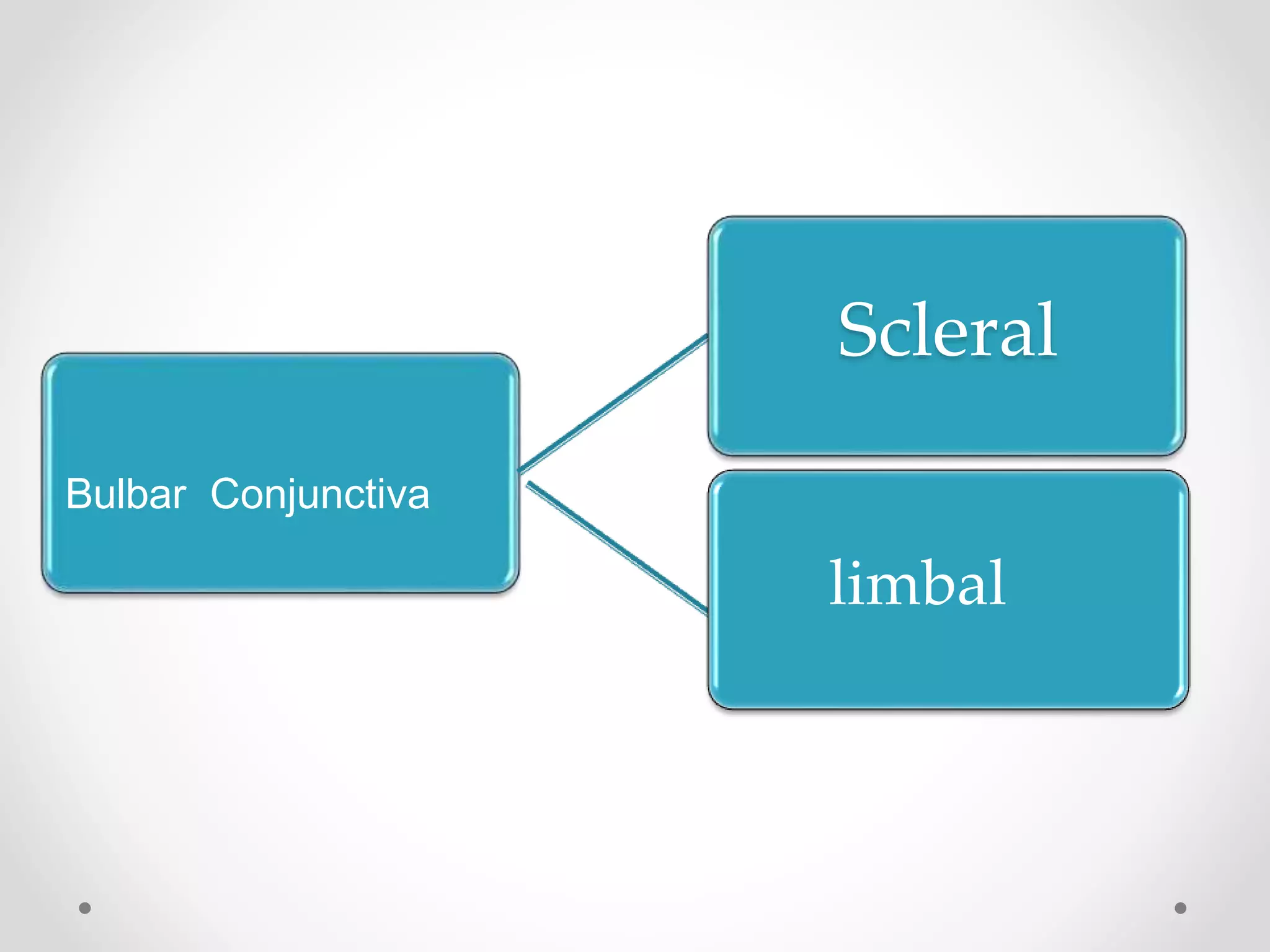 Anatomy of conjunctiva | PPTX