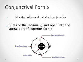 Anatomy of conjunctiva | PPTX